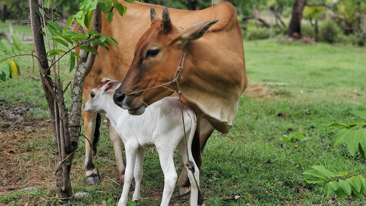 Baby cow calf first drinking cow milk - YouTube