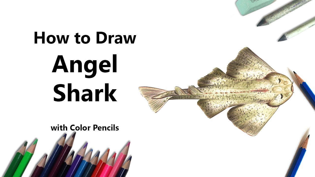 How to Draw a Angel Shark with Color Pencils [Time Lapse] - YouTube