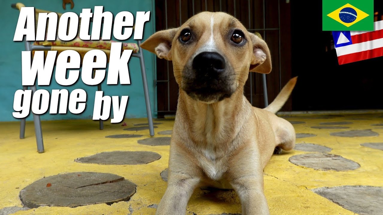 ANOTHER WEEK GONE BY - YouTube