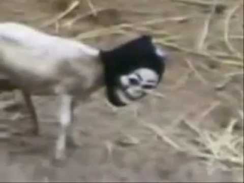 Ghost Goat - YouTube