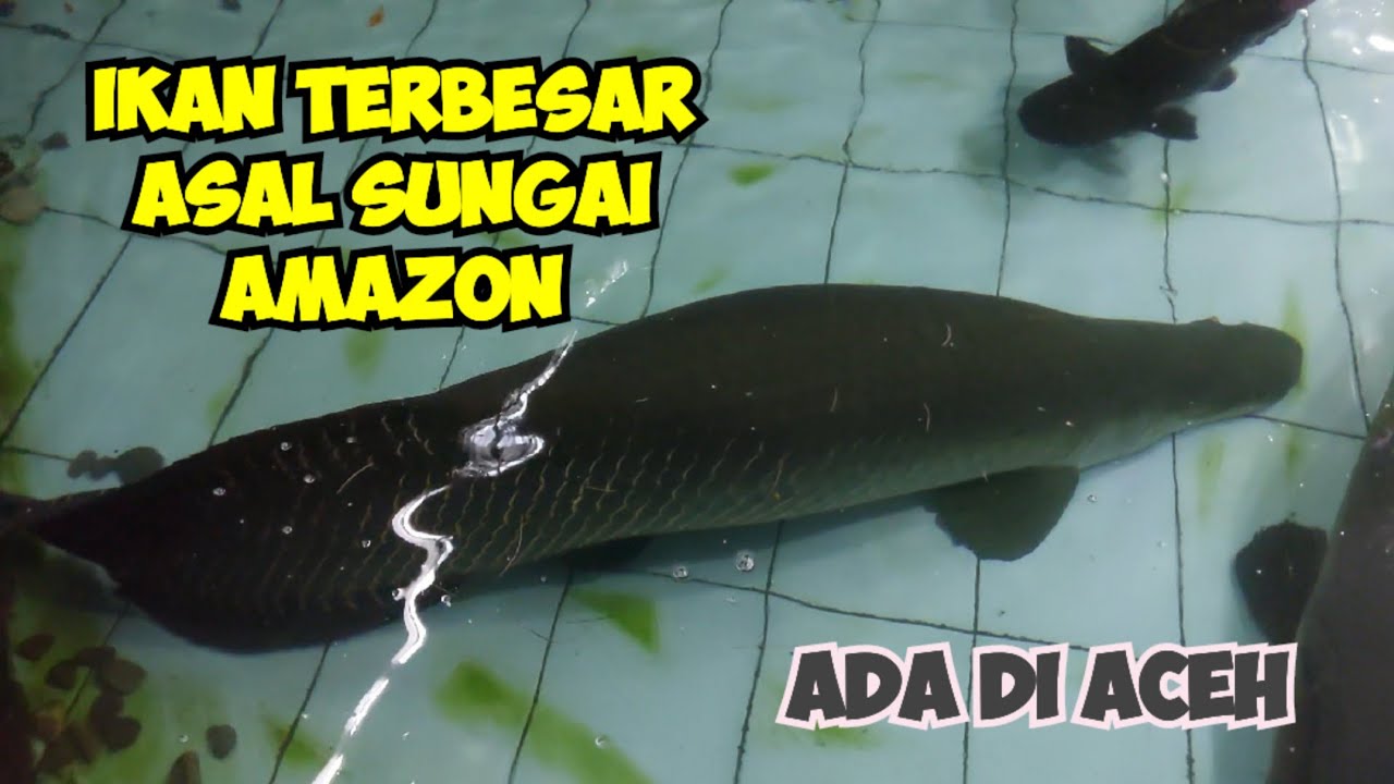 ARAPAIMA | Monster Ikan Terbesar Sungai Amazon Ada di Aceh - YouTube