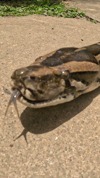 Snake Python In Bohol Philippines #snake #bohol #philippines #wildlife ...