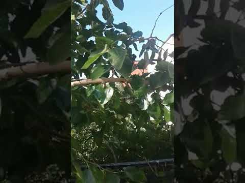 Bahçe manzarası 2 balkon 🌱🌳