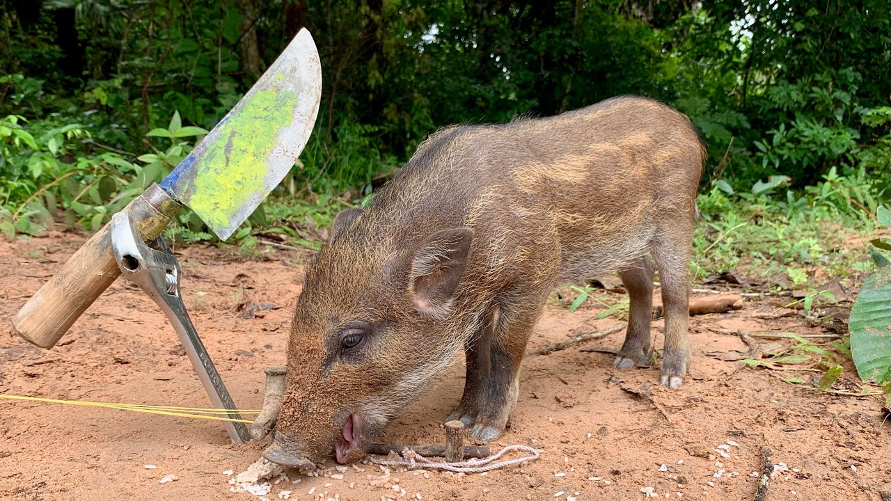 knife Wild Pig Trap New Technique That Work 100%Amazing Pig Trap ...