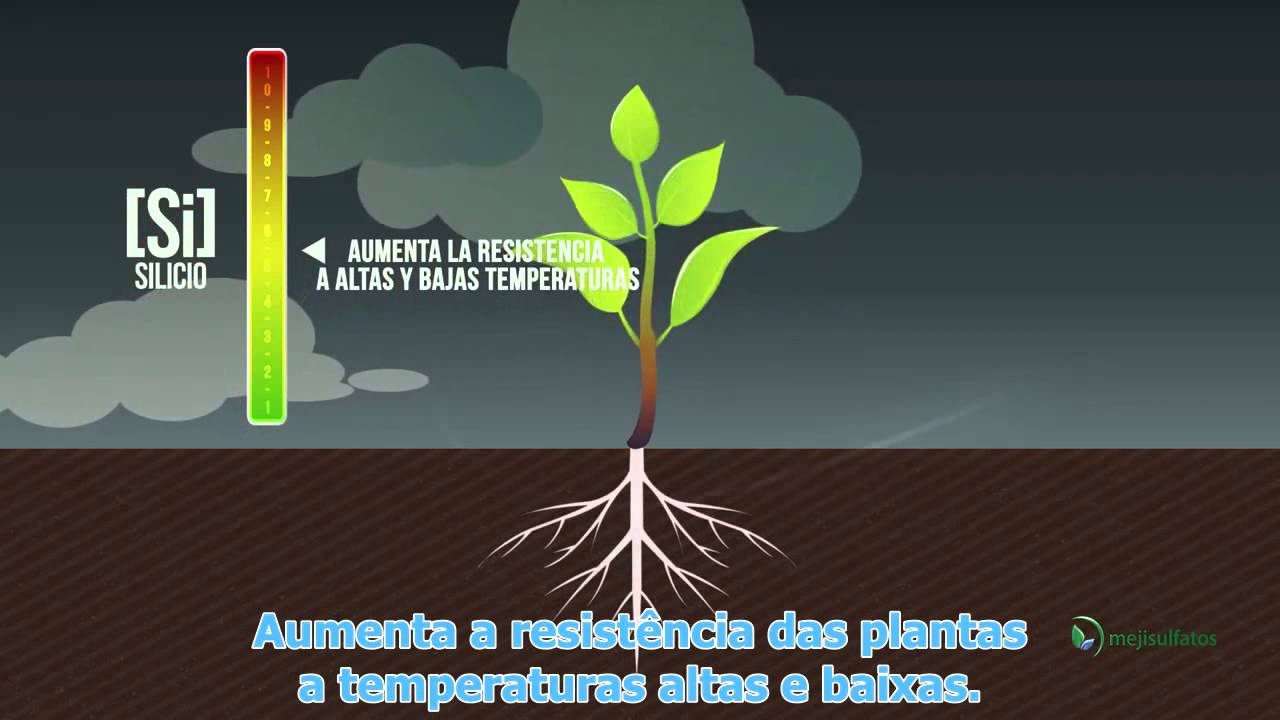 Silício– O aliado verde na agricultura (legendado) - YouTube