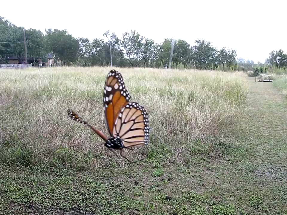 Monarch Butterfly Attacked by Spider - YouTube