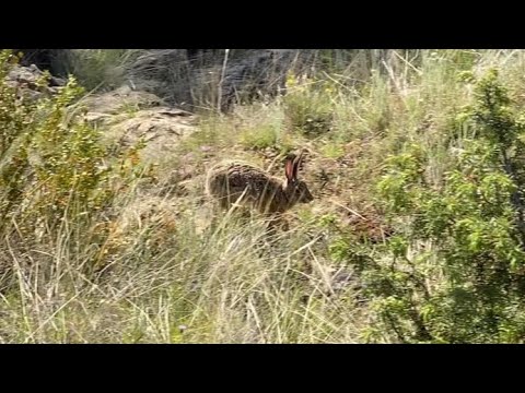 Κυνηγι λαγού εκπαιδευτικό Μάιος 2024 KarxasTeam hare hunting - YouTube