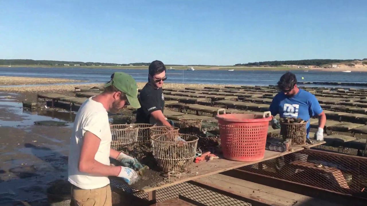 Shellfishing in Cape Cod - YouTube