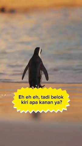 #short Penguin yang Kehilangan Arah Begini… 😂🐧 ️ - YouTube