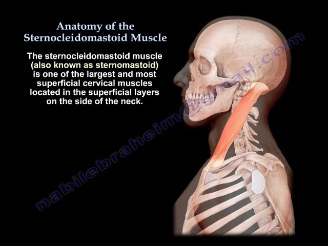 Sternocleidomastoid Origin And Insertion