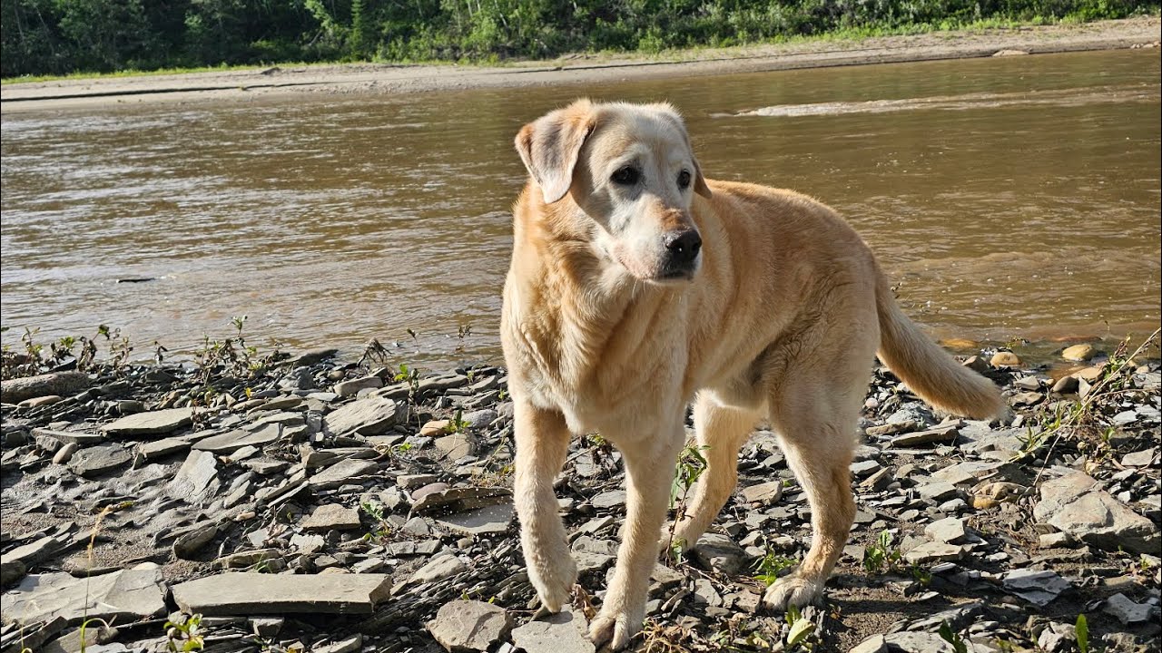 Good bye old friend - YouTube