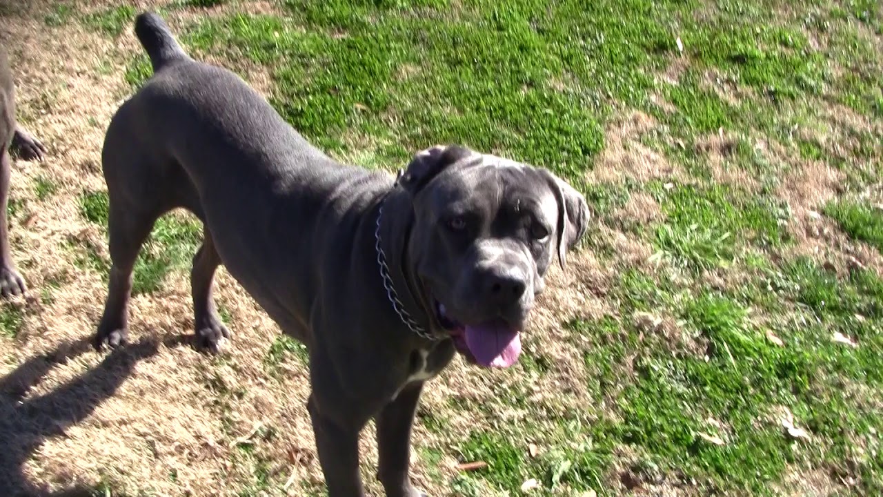 Panther King Kennels Cane Corso at the school - YouTube