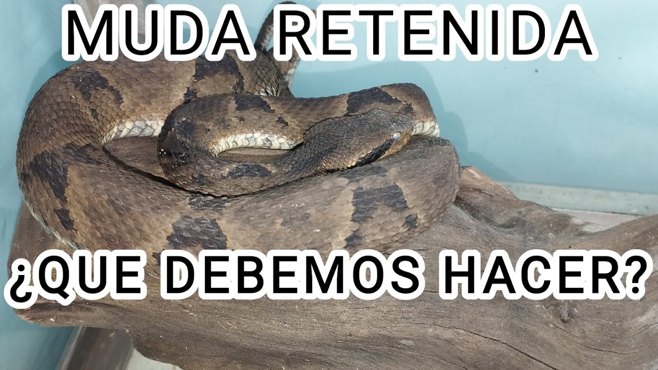 MUDA RETENIDA EN SERPIENTES, ¿que debemos hacer? - YouTube