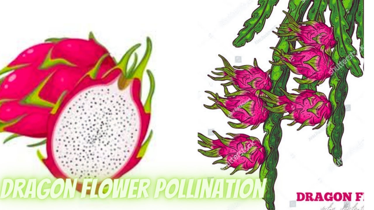 Dragon fruit pollination #pollination #dragon fruit #harvest # ...