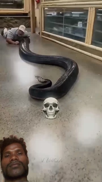 power of transformation snakes version - YouTube