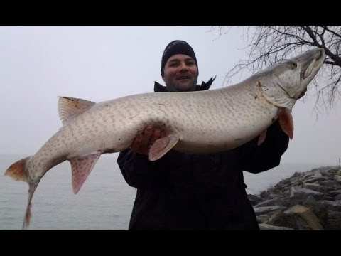 55 inch Monster Musky On Lake St.Clair - YouTube