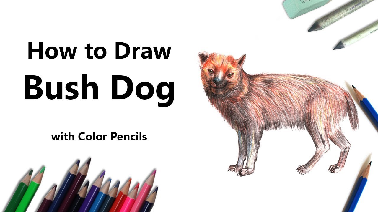 How to Draw a Bush Dog with Color Pencils [Time Lapse] - YouTube