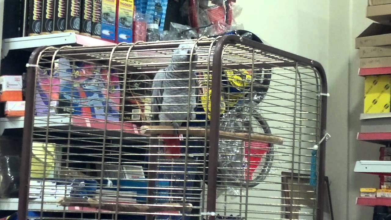 zako parrot veria ANTONIO GR - YouTube