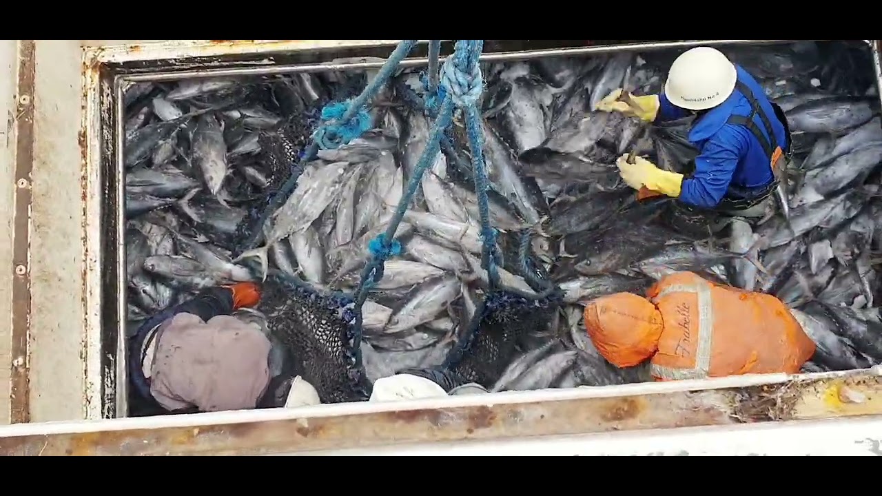 #PAANO HANGUIN ANG 900 TONS OF FISH - YouTube