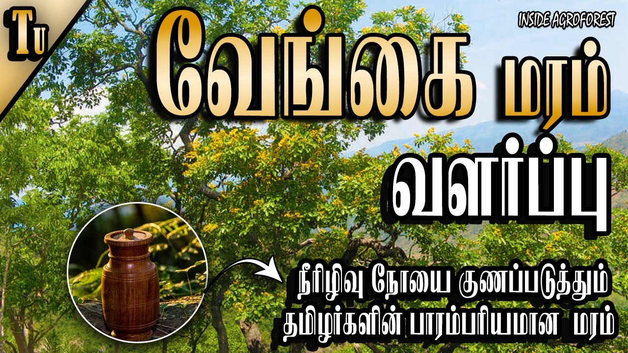 வேங்கை மரம் வளர்ப்பு | vengai maram | நல்ல லாபம் தரும் மரங்கள் - 6 ...