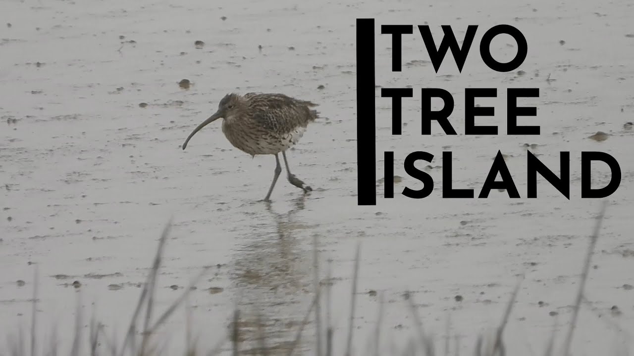 Wildlife Trust: Two Tree Island [9th March 2023] - YouTube