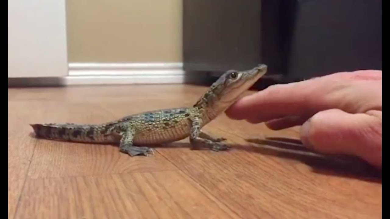 Cute Reptiles - Funny and Amazing Reptiles Compilation 2020 - YouTube