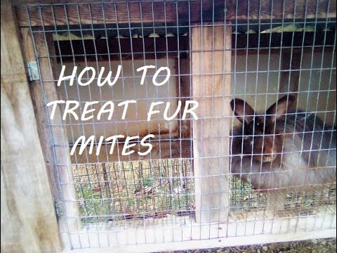 Curing Fur Mites With Ivermectin and...MOUTH WASH?!?/How I Sucessfully ...