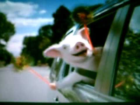 Funny GEICO pig commercial!!!!!!! - YouTube