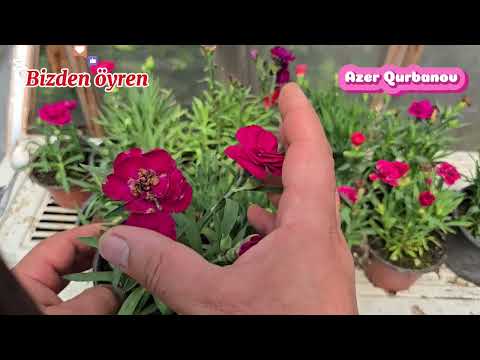 Qərənfil bele çoxaltmaq olur / #qərənfil #размножение #гвоздики /Azer Qurbanov