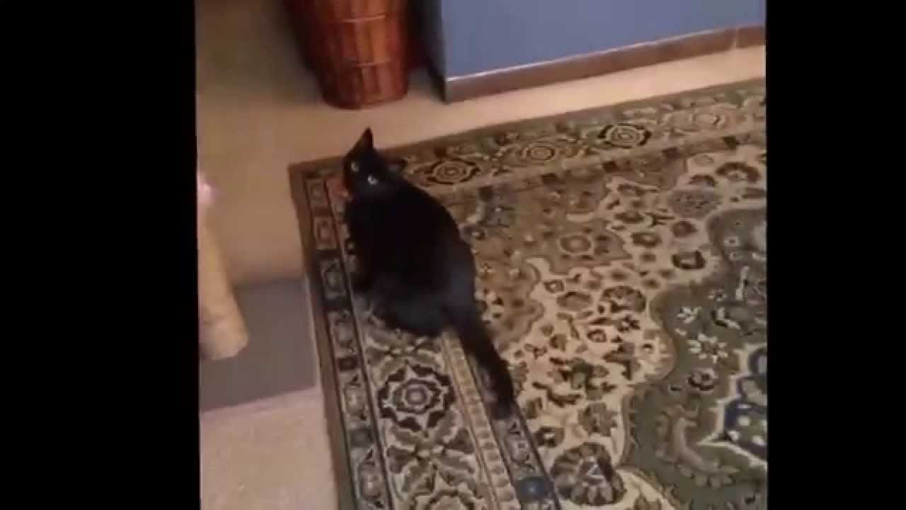 My singing scared my cat - YouTube