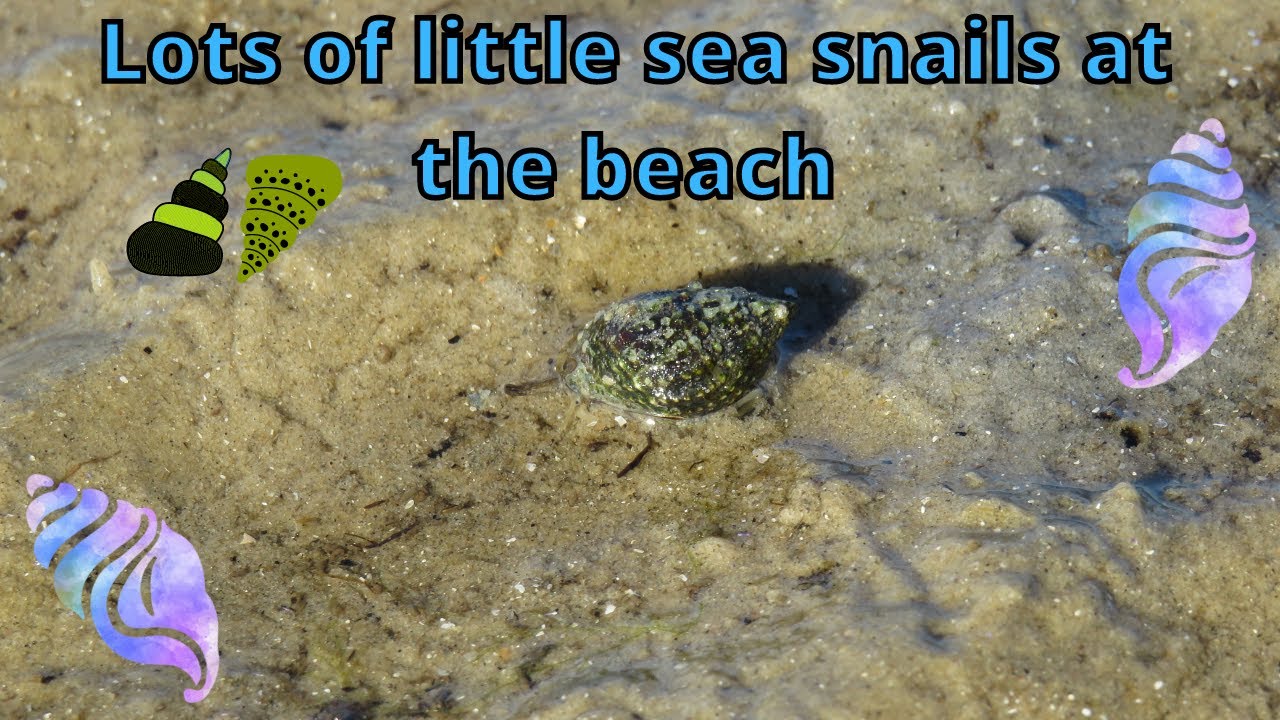Little sea snails galore - Lots of marine gastropods at the beach - YouTube