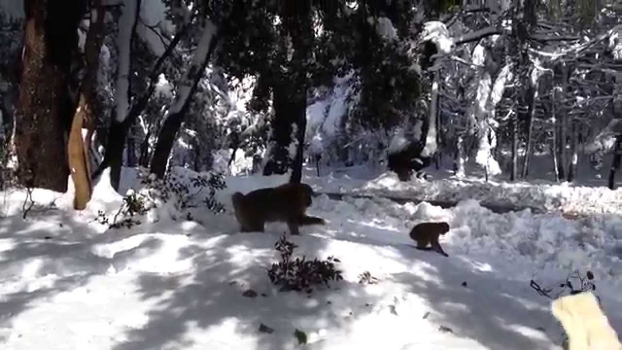 Les macaques des neiges | Azrou, Maroc | Bike trip 2012 - YouTube