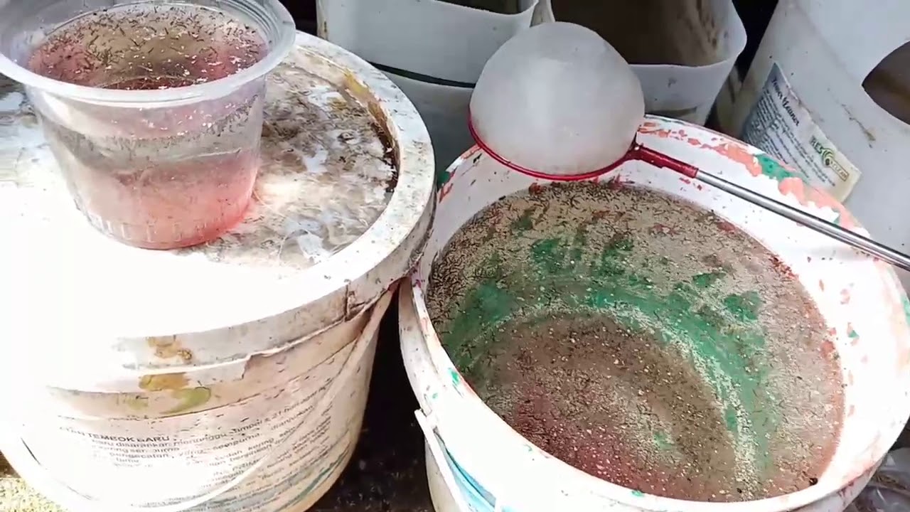 Kultur Kutu Air di comberan... PART 1 - YouTube