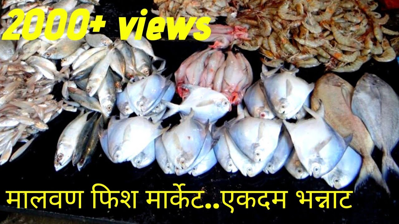Malvan Fish Market 2019 | malvan fish market photos | Malvan Fish ...