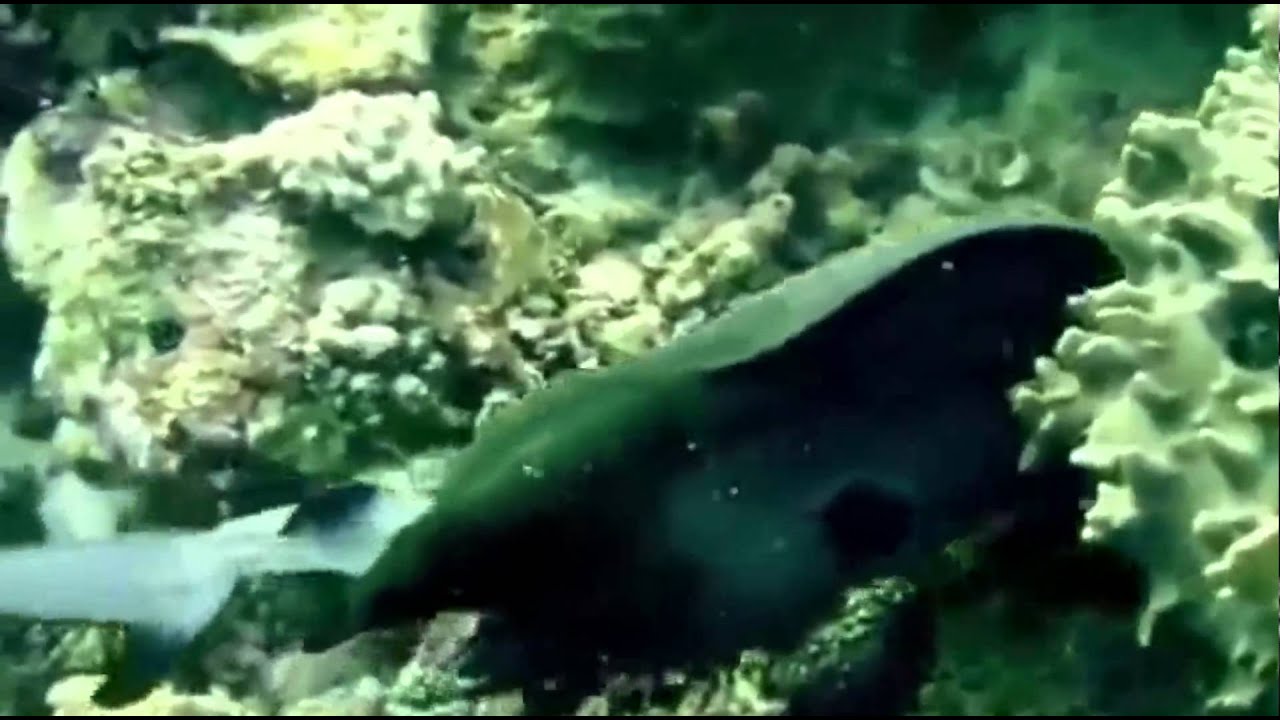 Moray eel against a shark - YouTube