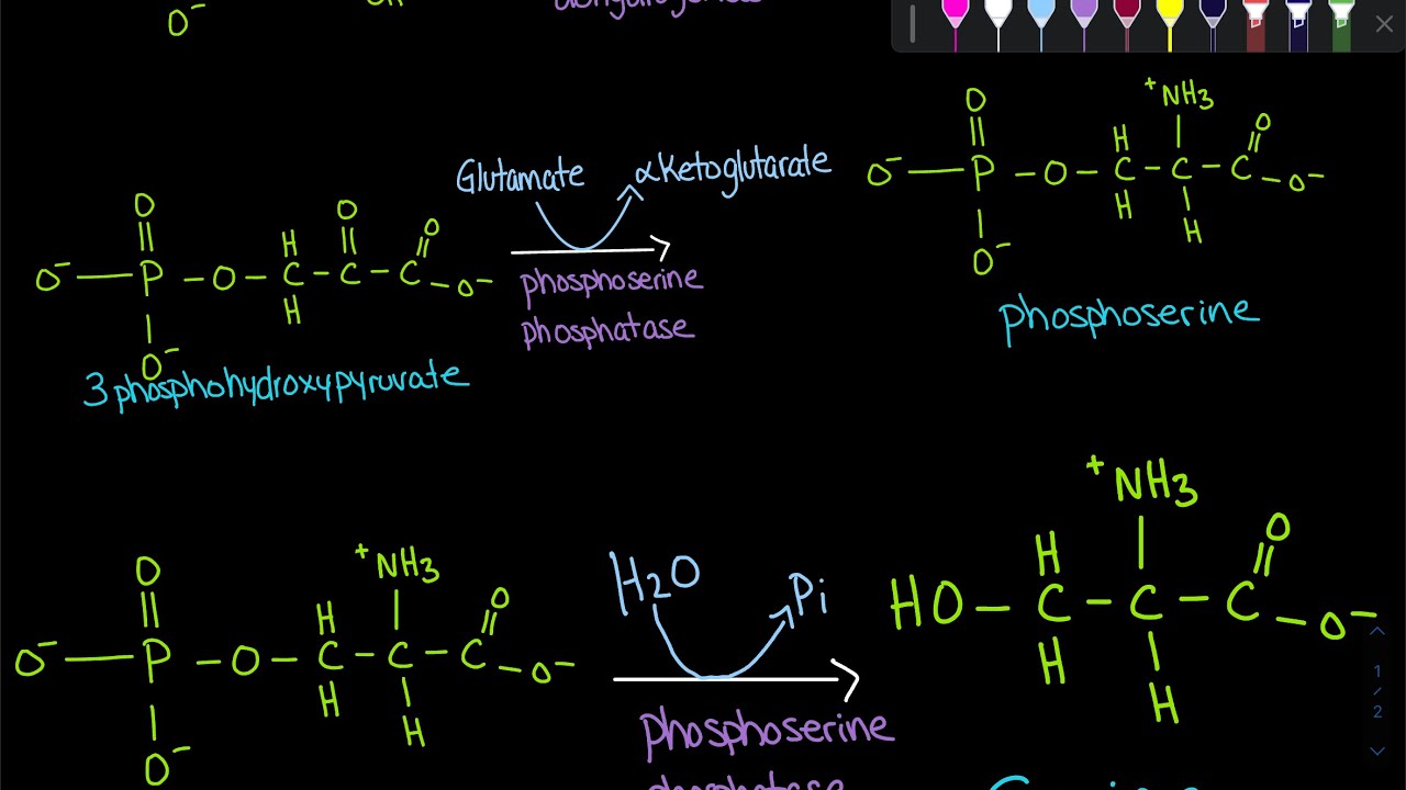 Serine Synthesis | Biochemistry - YouTube