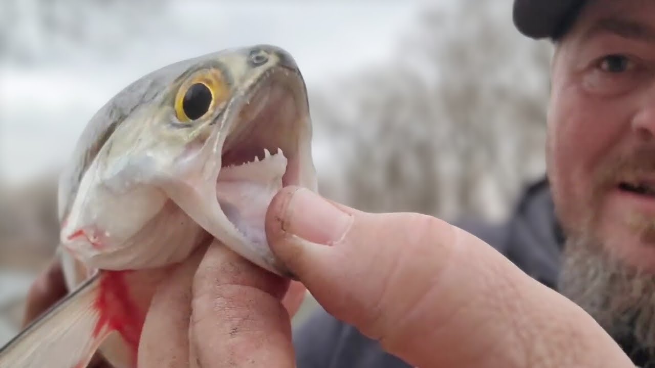 How to Target and Catch GOLDEYE!! (Skipjack, Mooneye) For BAIT or FUN ...