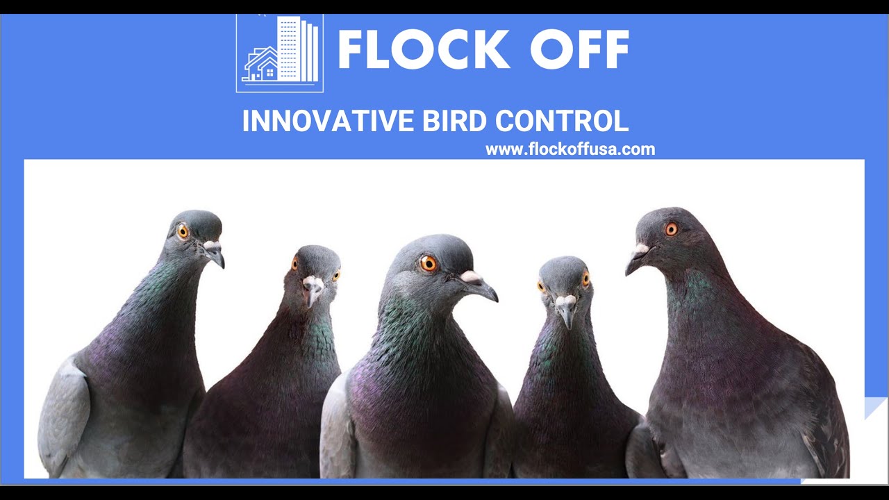 Flock Off Bird Deterrent Youtube