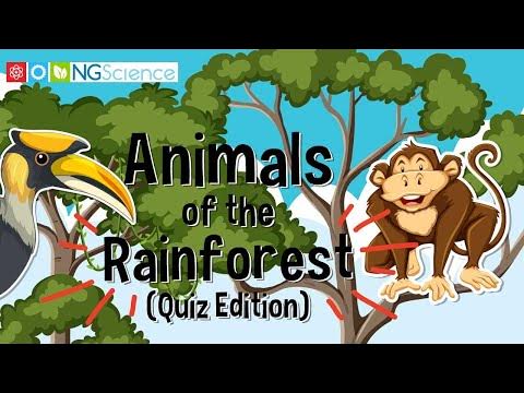 Animals of the Rainforest (Quiz Edition) - YouTube