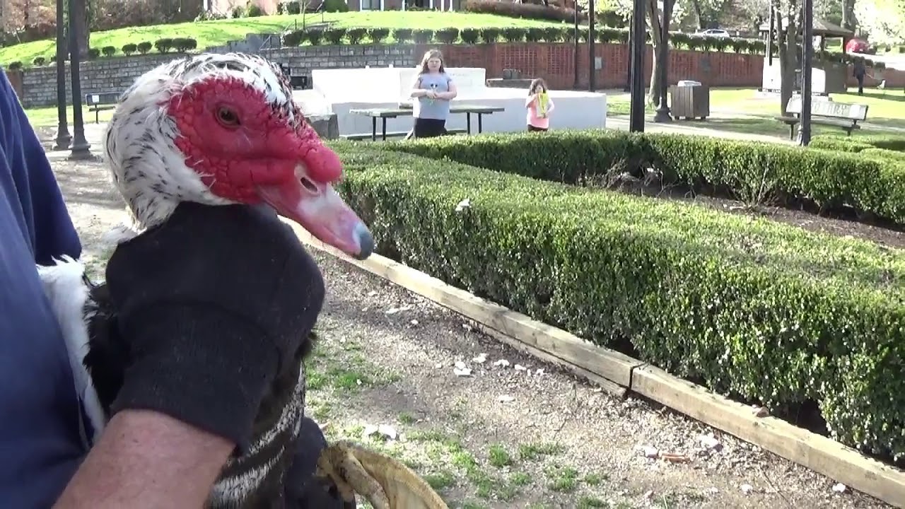 CATCHING DUCKS! - YouTube