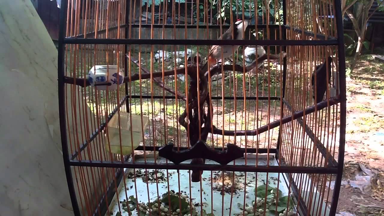 Merbah Jambul (Siam) Gred A - YouTube