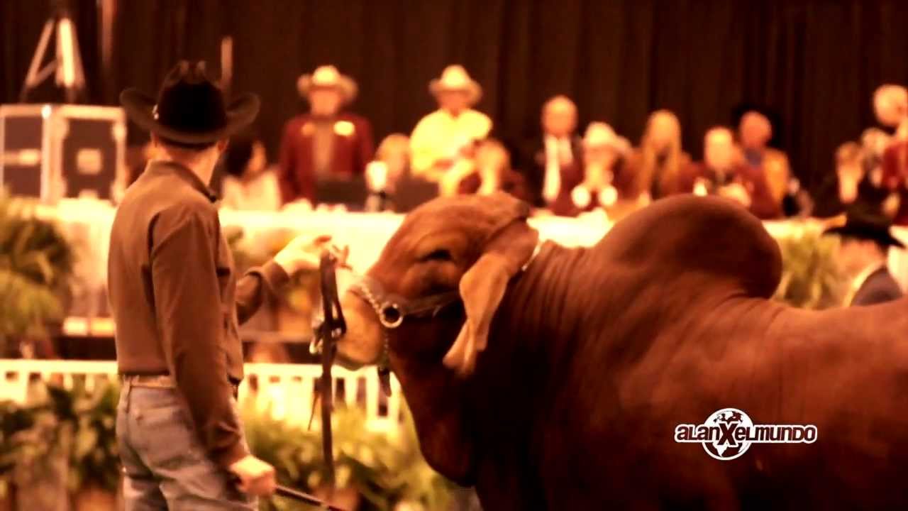 El rodeo más grande del mundo - HOUSTON AXM - YouTube