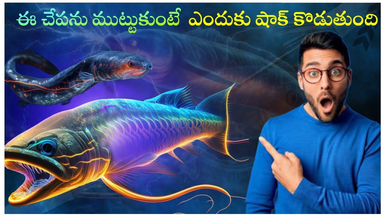 This fish produces 850 volts of current | Electric eel | Interesting ...