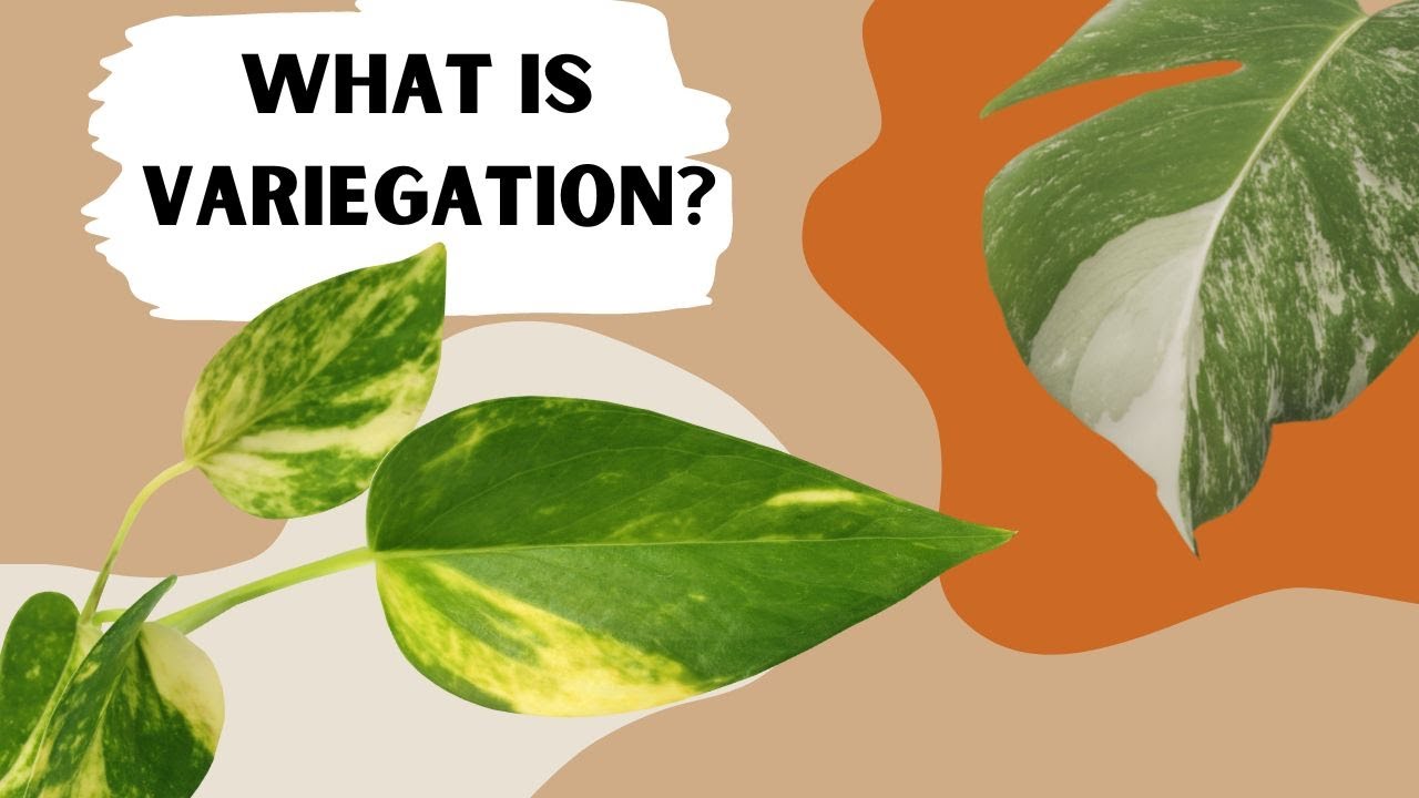 Variegated Plants | Why Variegation Occurs - YouTube