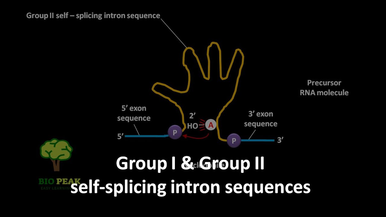 Self splicing intron sequences - YouTube