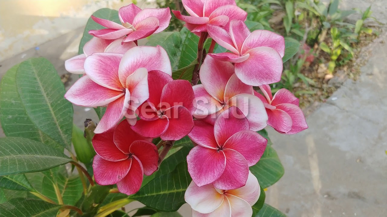 Champey Flowers are beautiful - YouTube