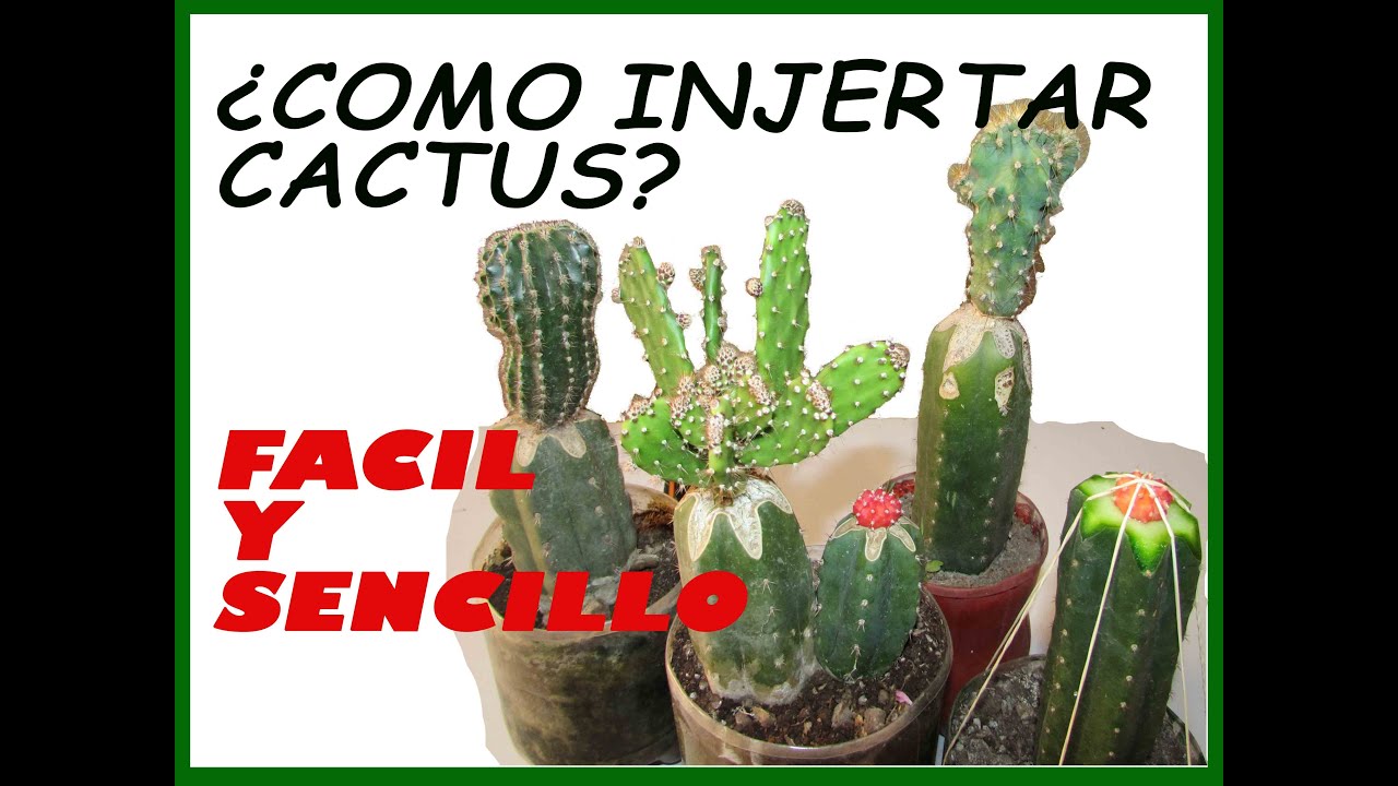 INJERTO DE CACTUS *** MUY FACIL Y SENCILLO*** - YouTube
