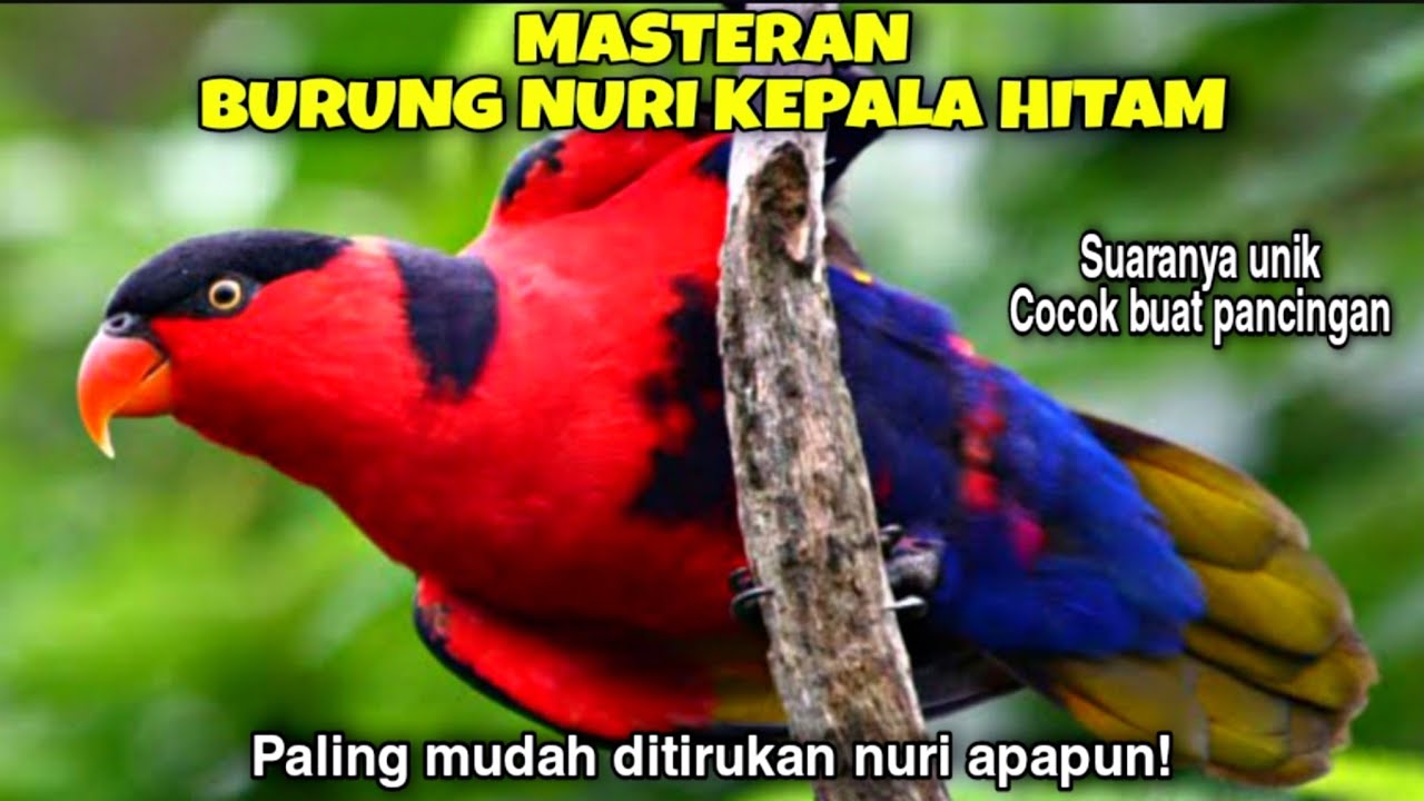 Masteran burung nuri kepala hitam agar cepat gacor dan bisa ngomong ...
