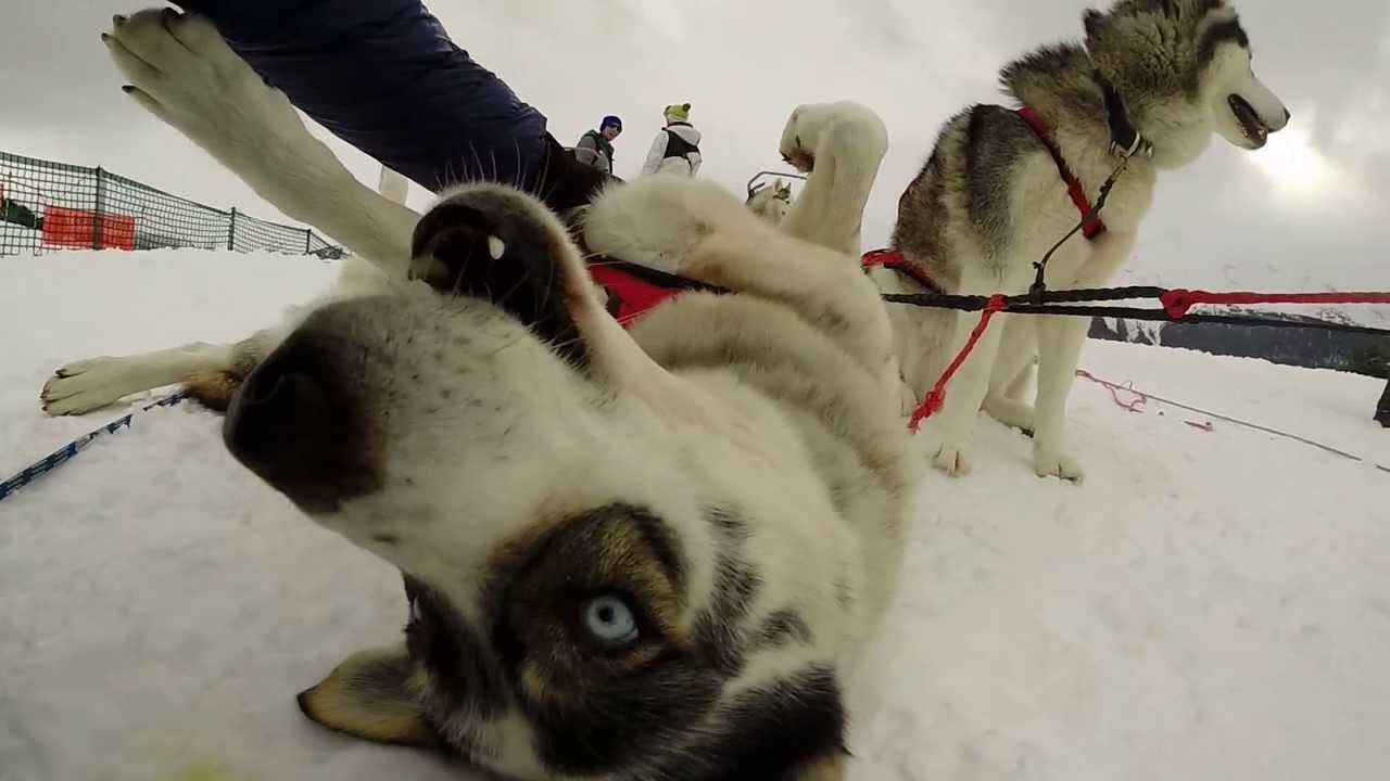Husky Adventure - YouTube