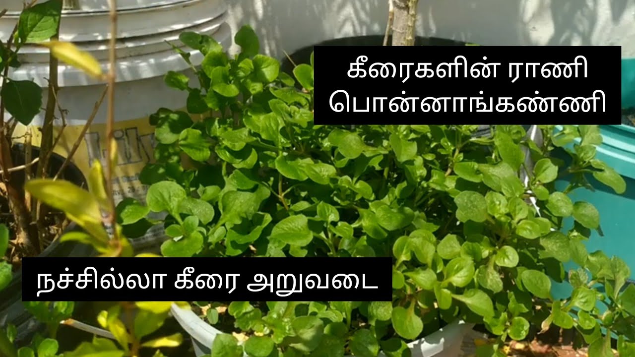 Ponnanganni keerai Harvest and Benefits | பொன்னாங்கண்ணி கீரை | Spinach ...